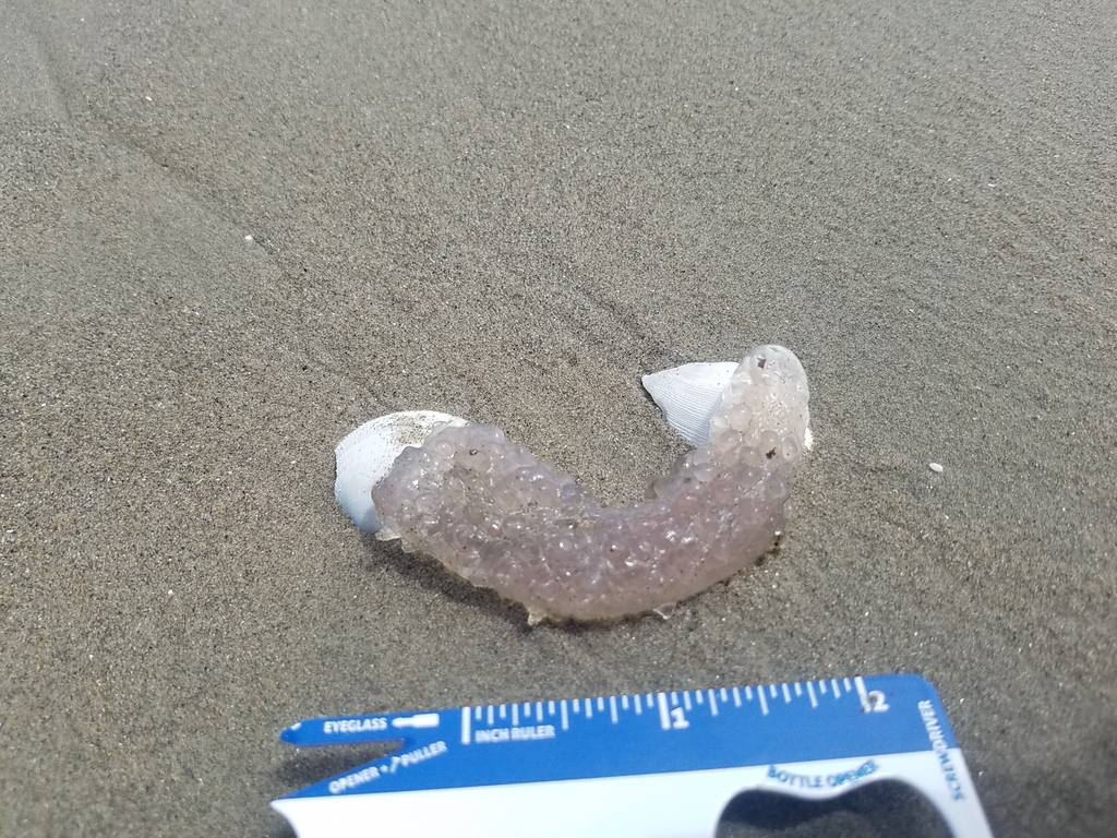 Pyrosoma atlanticum from Anacapa Hall, Isla Vista, CA 93117, USA on ...