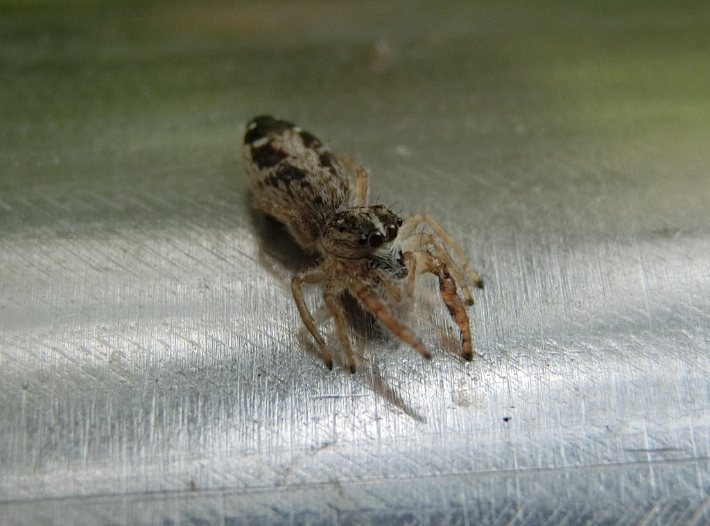 Pseudicius from 台灣彰化縣 on April 27, 2019 at 04:09 PM by r88621108 ...