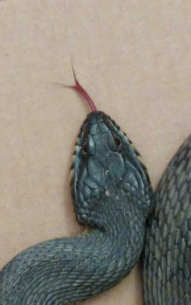 Plain-bellied Watersnake from Willowbrook, Houston, TX, USA on August ...
