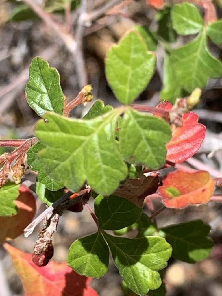 fragrant sumac from San Bernardino National Forest, Pine Cove, CA, US ...