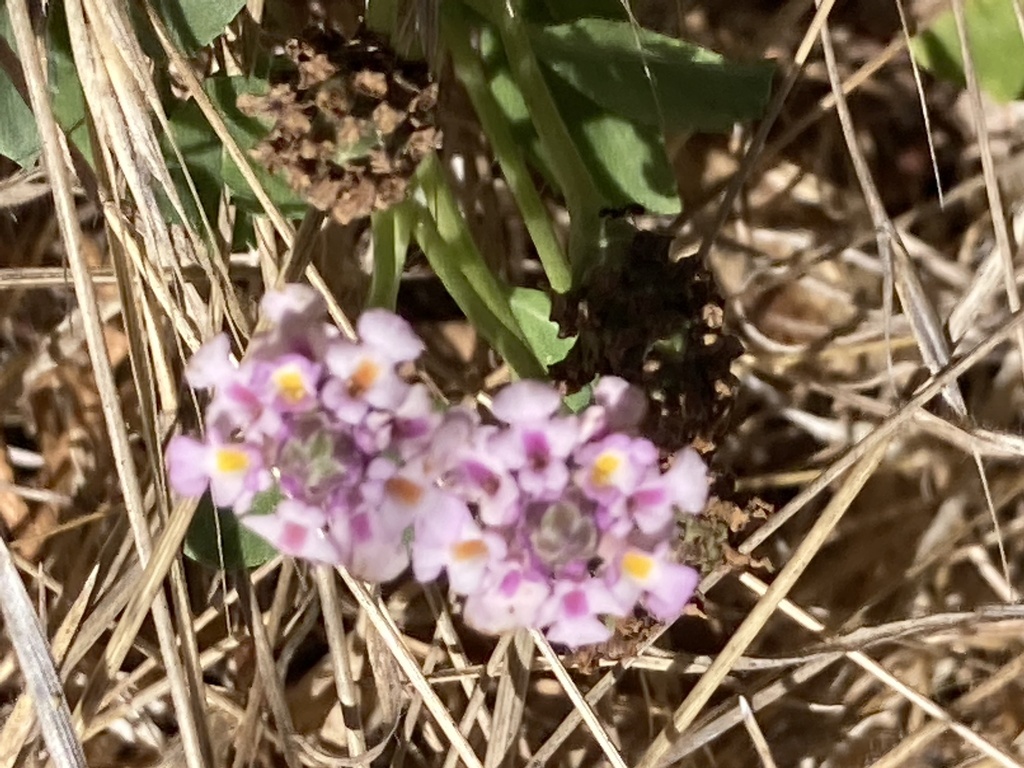 turkey tangle frogfruit from Conn Valley Rd, Saint Helena, CA, US on ...