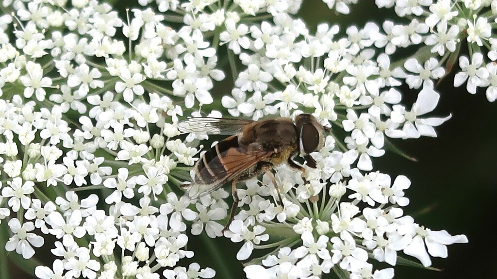 European Drone Fly from St. Catharines, ON, Canada on August 26, 2022 ...