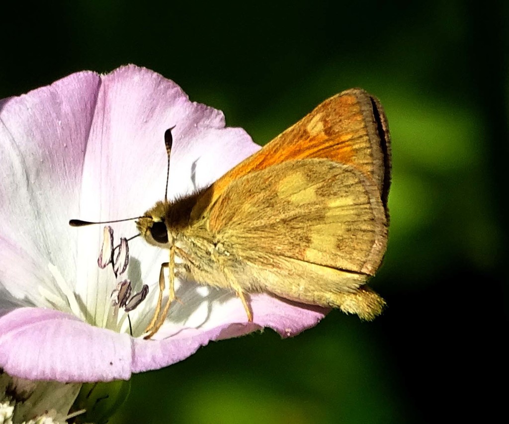 Woodland Skipper (Alviso bioblitz guide) · iNaturalist