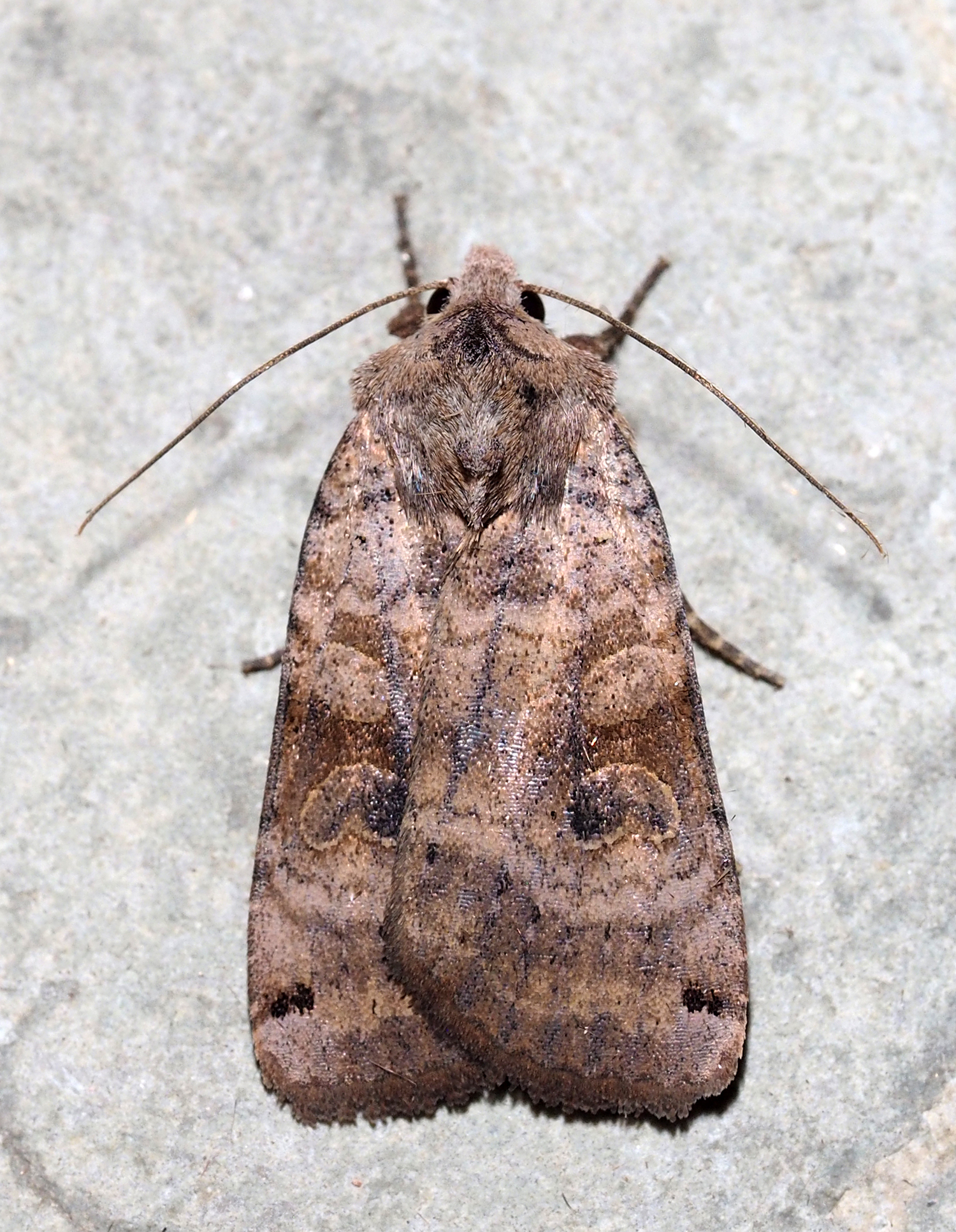 Xestia smithii Snellen, 1896