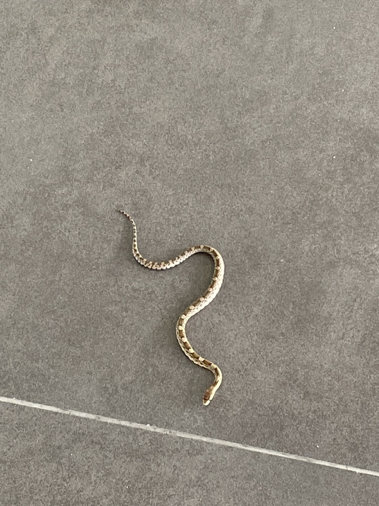 Mexican Bull Snake from Colón, Querétaro, MX on August 19, 2022 at 04: ...