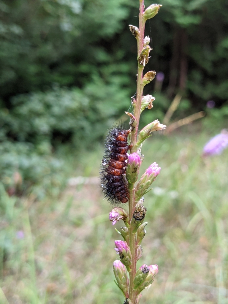 Giant Leopard Moth from Lake Huron, CA-ON, CA on August 26, 2022 at 02: ...