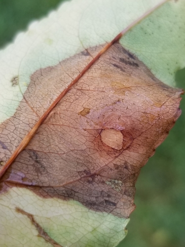 Grovesinia pruni · iNaturalist