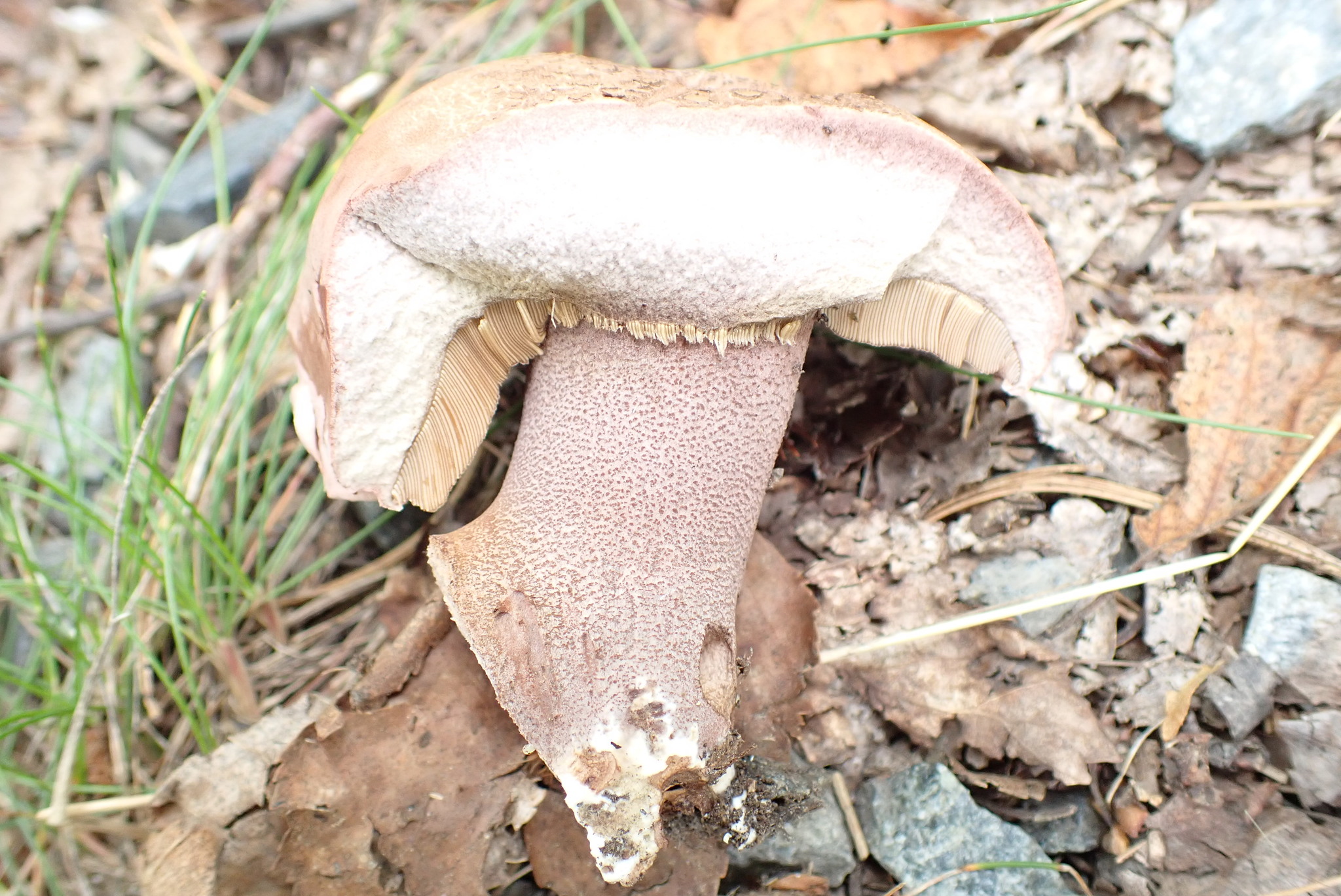 Sutorius eximius (Peck) Halling, Nuhn & Osmundson