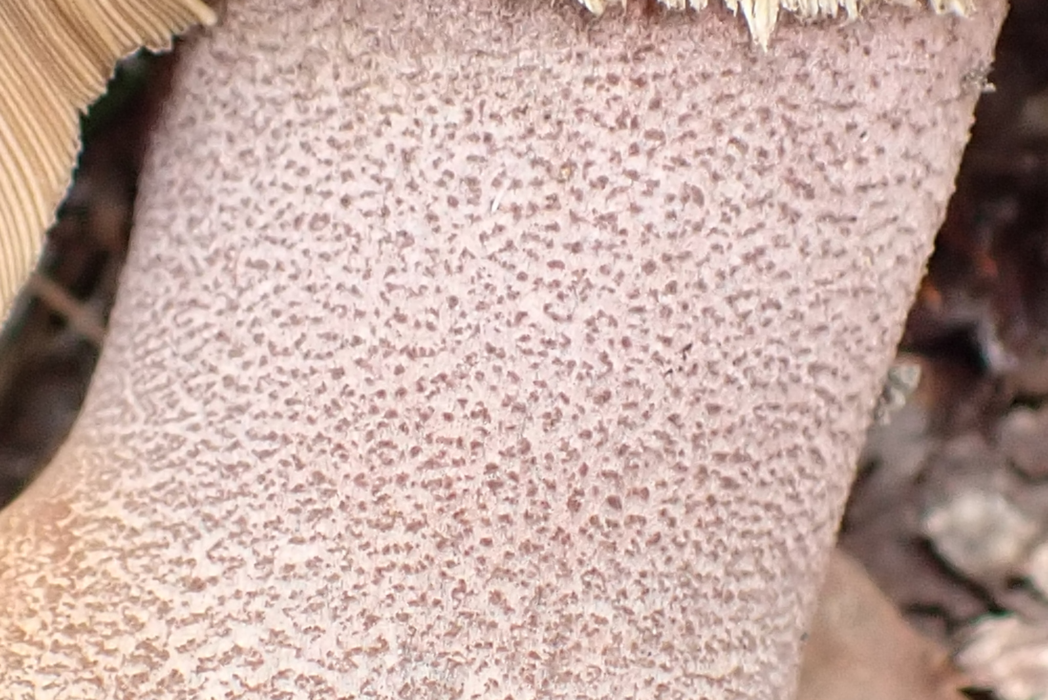 Sutorius eximius (Peck) Halling, Nuhn & Osmundson