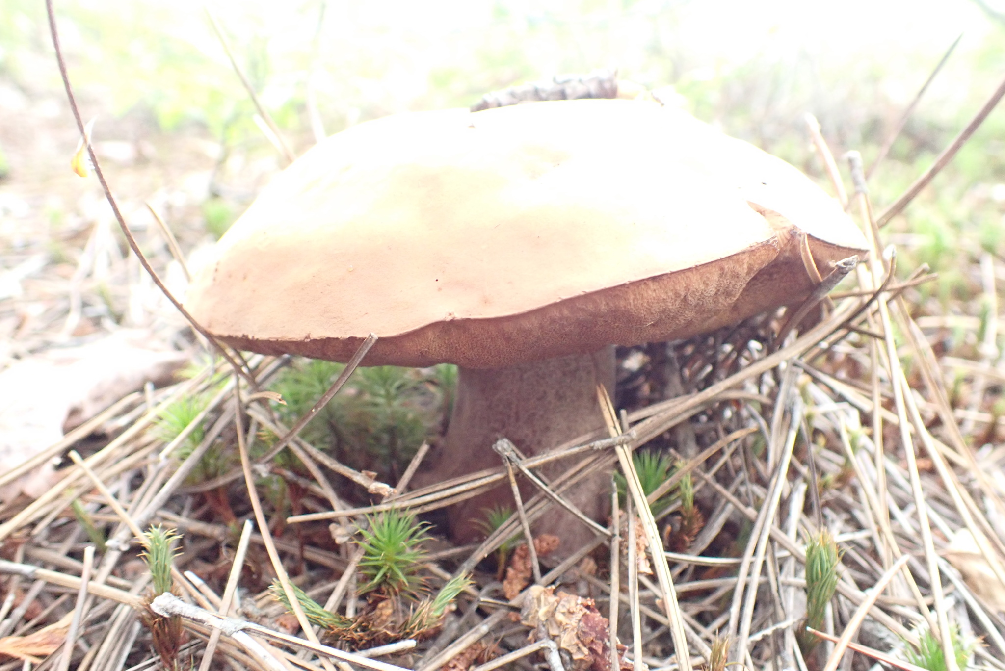 Sutorius eximius (Peck) Halling, Nuhn & Osmundson