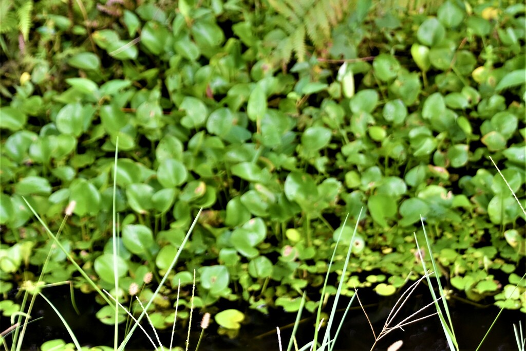American frogbit from Polk County, FL, USA on August 26, 2022 at 01:34 ...