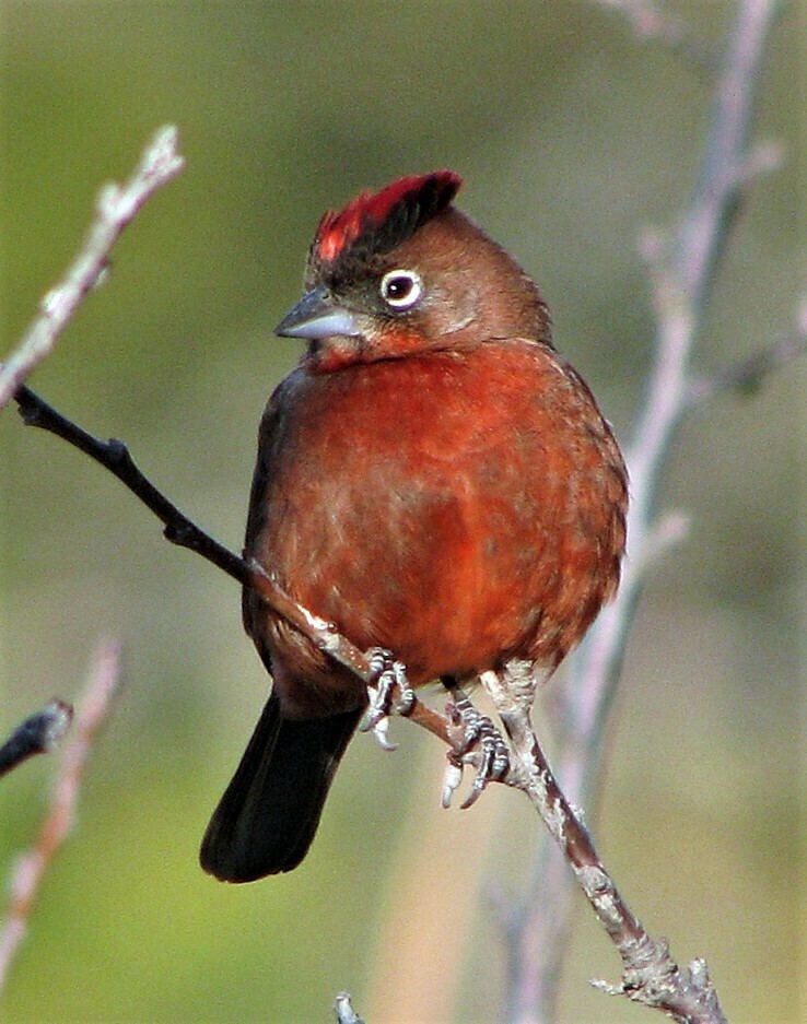 Brasita de fuego (Guía de Aves de Marcos Paz y Alrededores.) · iNaturalist