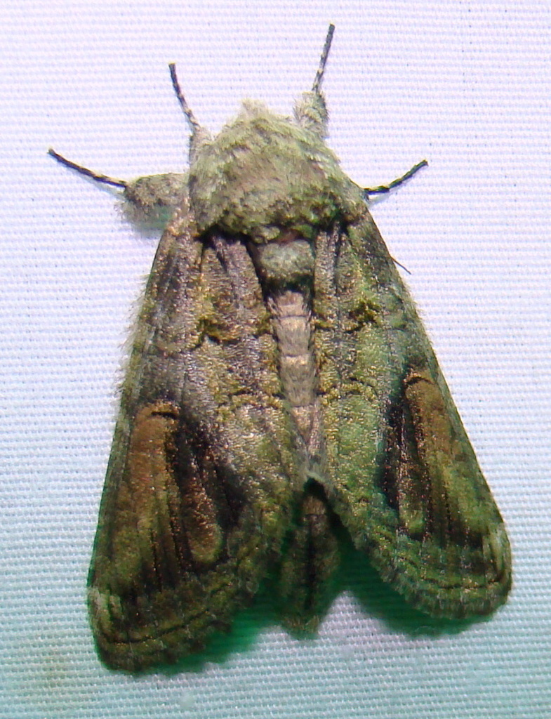 Oblique Heterocampa Moth (Pennsylvania Moths) · iNaturalist