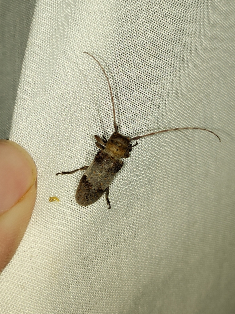Twig Girdler Beetle from Silver Point, TN 38582, USA on August 26, 2022 ...