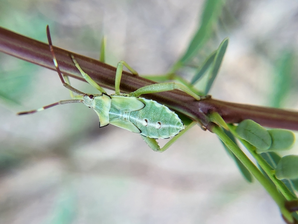 Mozena lunata from MLK-183, Austin, TX, USA on August 26, 2022 at 07:18 ...