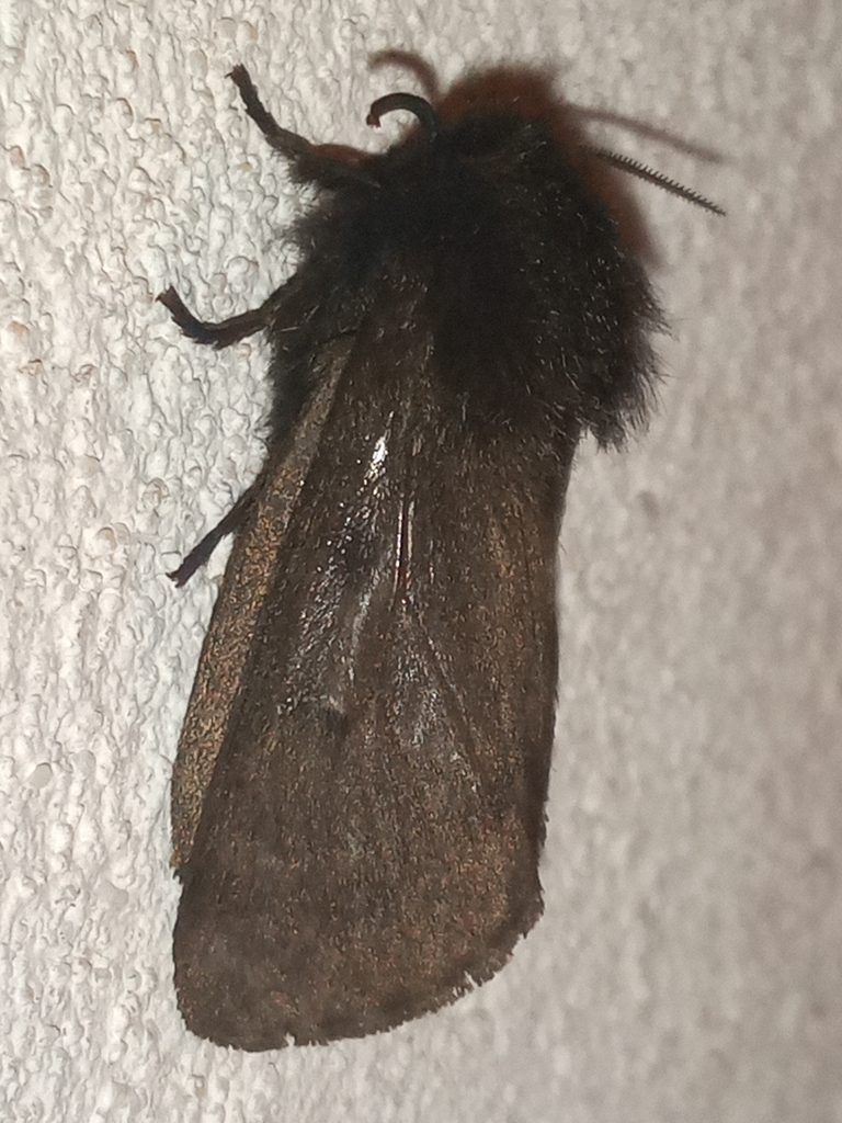 Paracles from Polvaredas, Provincia de Buenos Aires, Argentina on ...