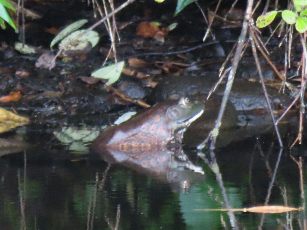 American Bullfrog from Район Аоба, Сендай, Мияги, Япония on August 03 ...