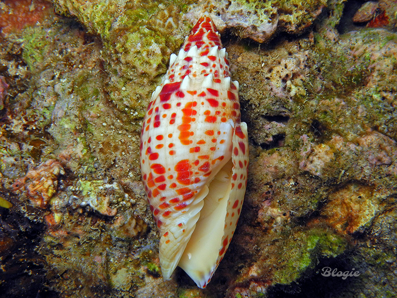 Mitra papalis (Linnaeus, 1758)