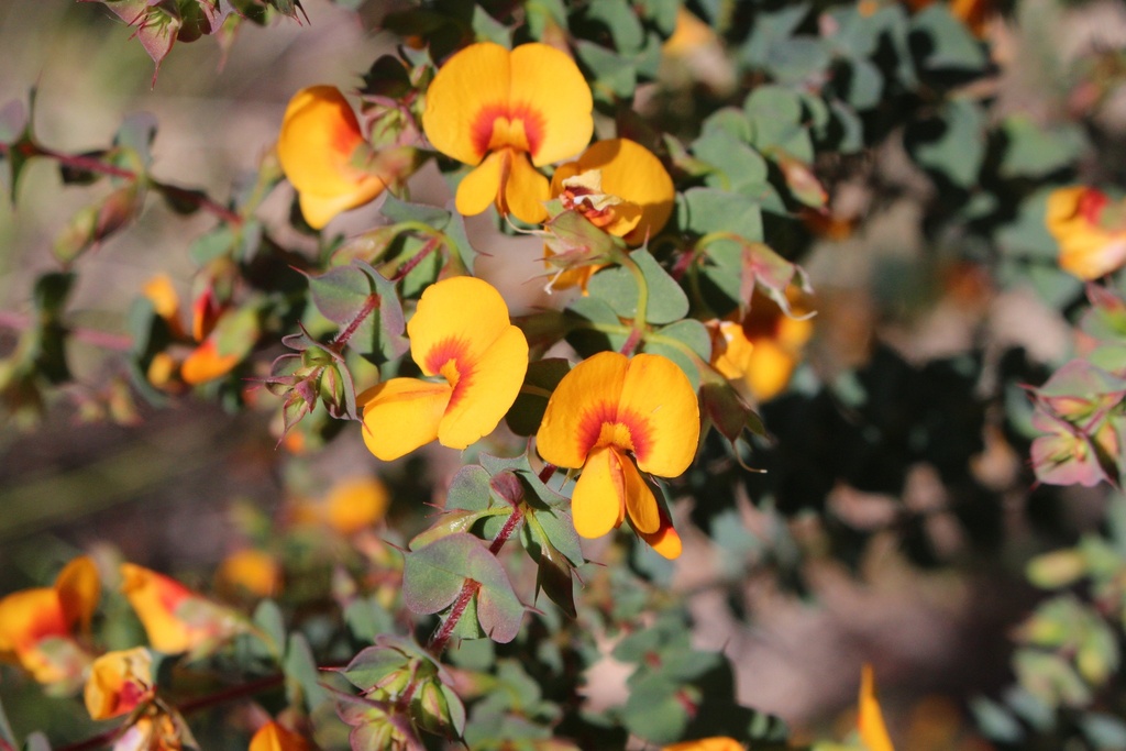 spiny bush-pea (Pultenaea spinosa) - Botanical Realm