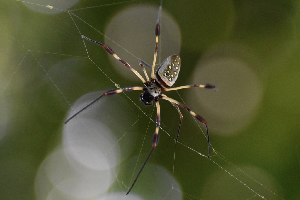 Golden Silk Spider from Calle Amelia Denis De Icaza Calle Ancon, Panama ...