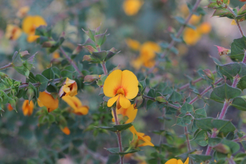 spiny bush-pea in August 2022 by hovea · iNaturalist