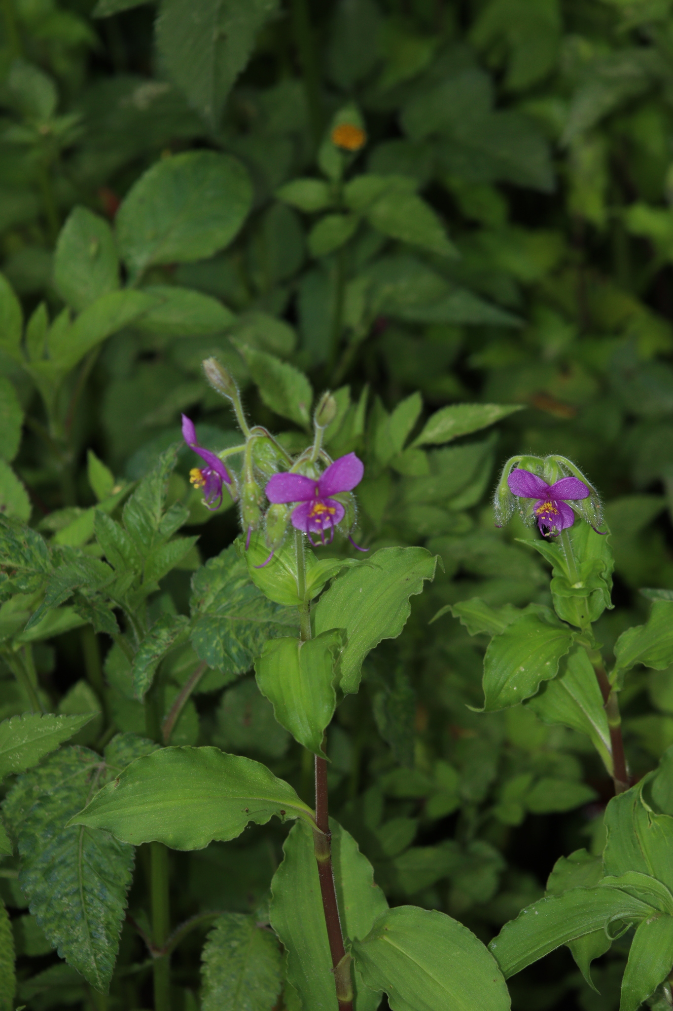 Tinantia erecta (Jacq.) Fenzl