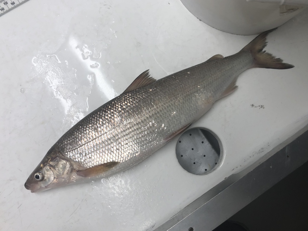 Lake Whitefish from Lake Superior, WI, US on August 18, 2022 at 11:48 ...