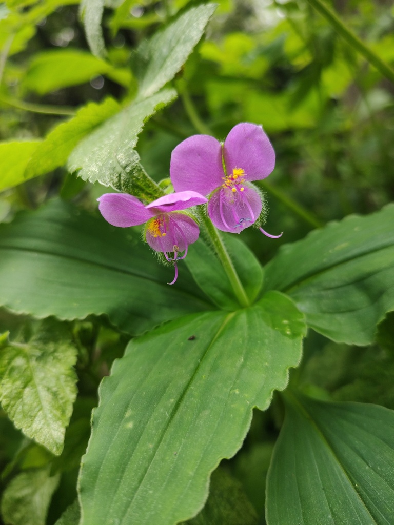 Flor pata de gallo (BIODIVERSIDAD Y POLINIZADORES) · iNaturalist