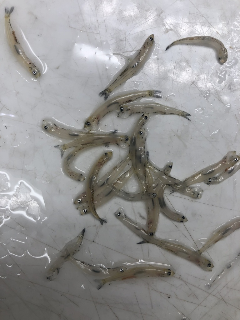 Rainbow Smelt from Lake Superior, MN, US on August 20, 2022 at 02:41 AM ...