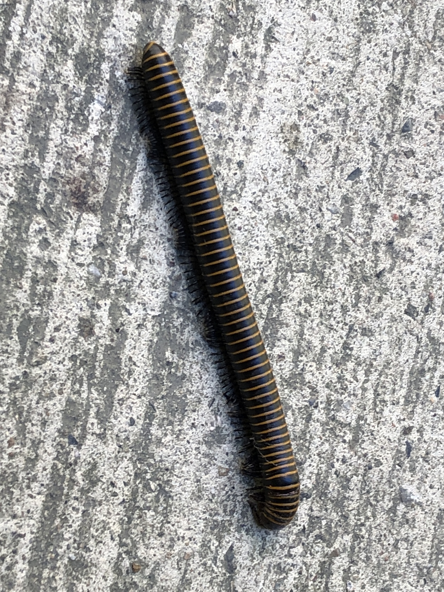 Spirobolus bungii Brandt, 1833