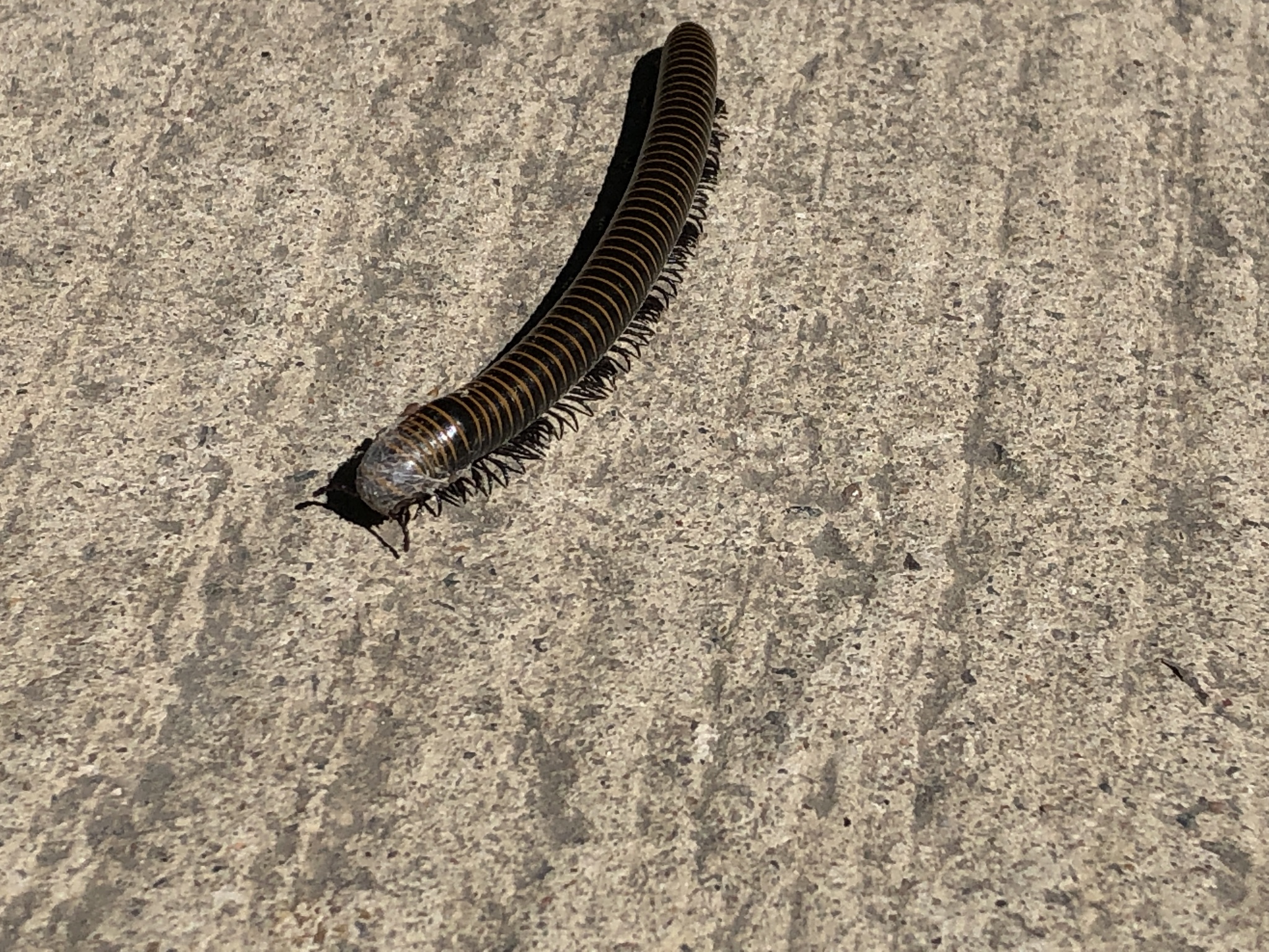 Spirobolus bungii Brandt, 1833