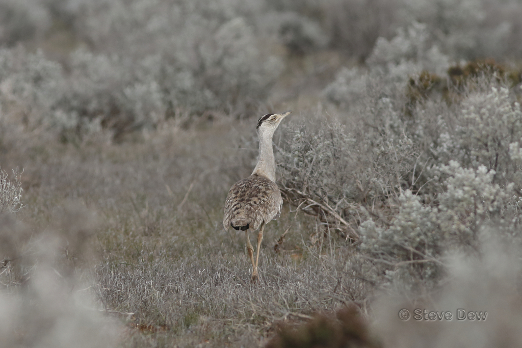 Australian Bustard from Nullarbor SA 5690, Australia on August 12, 2022 ...