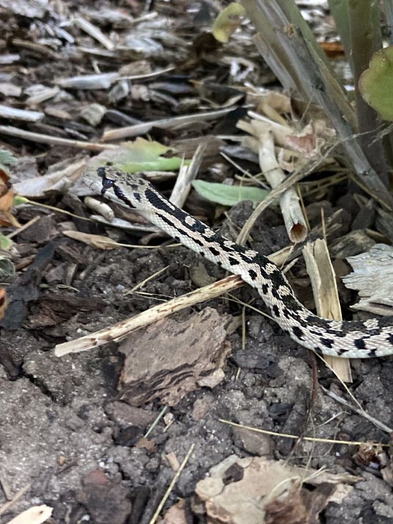 Gopher Snake in August 2022 by Helen. Small one! About 24~ inches at ...