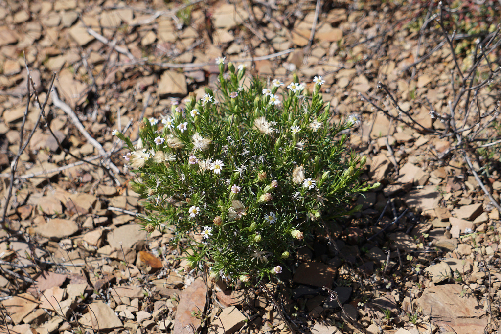 plants from Flinders Ranges, Unincorp. Flinders Ranges, South Australia ...
