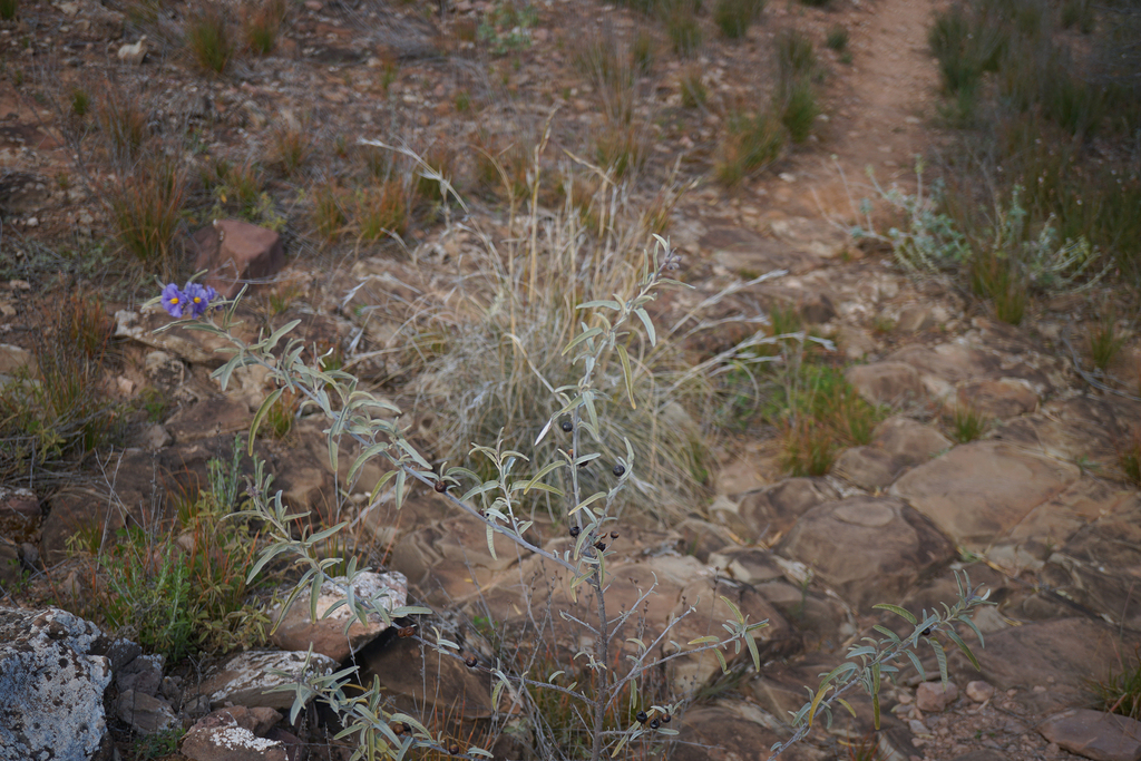 plants from Flinders Ranges, Unincorp. Flinders Ranges, South Australia ...
