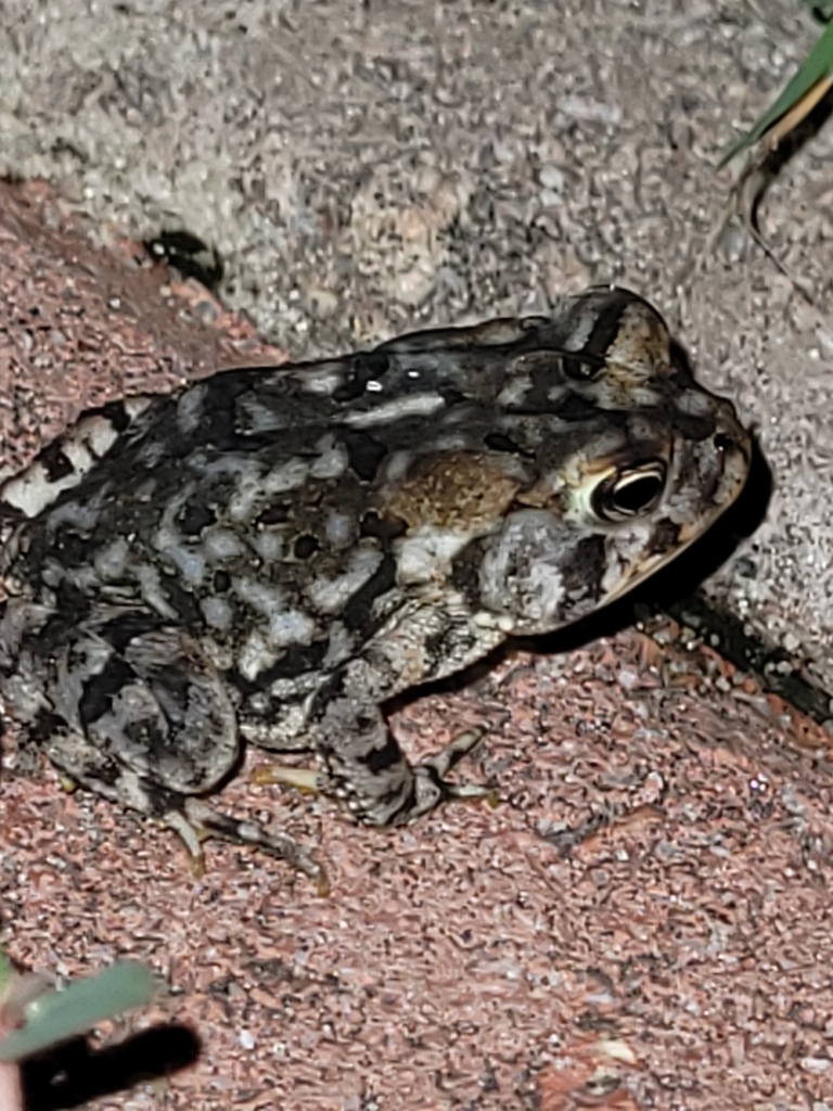 Southern Toad from Navarre, FL 32566, USA on August 26, 2022 at 09:07 ...