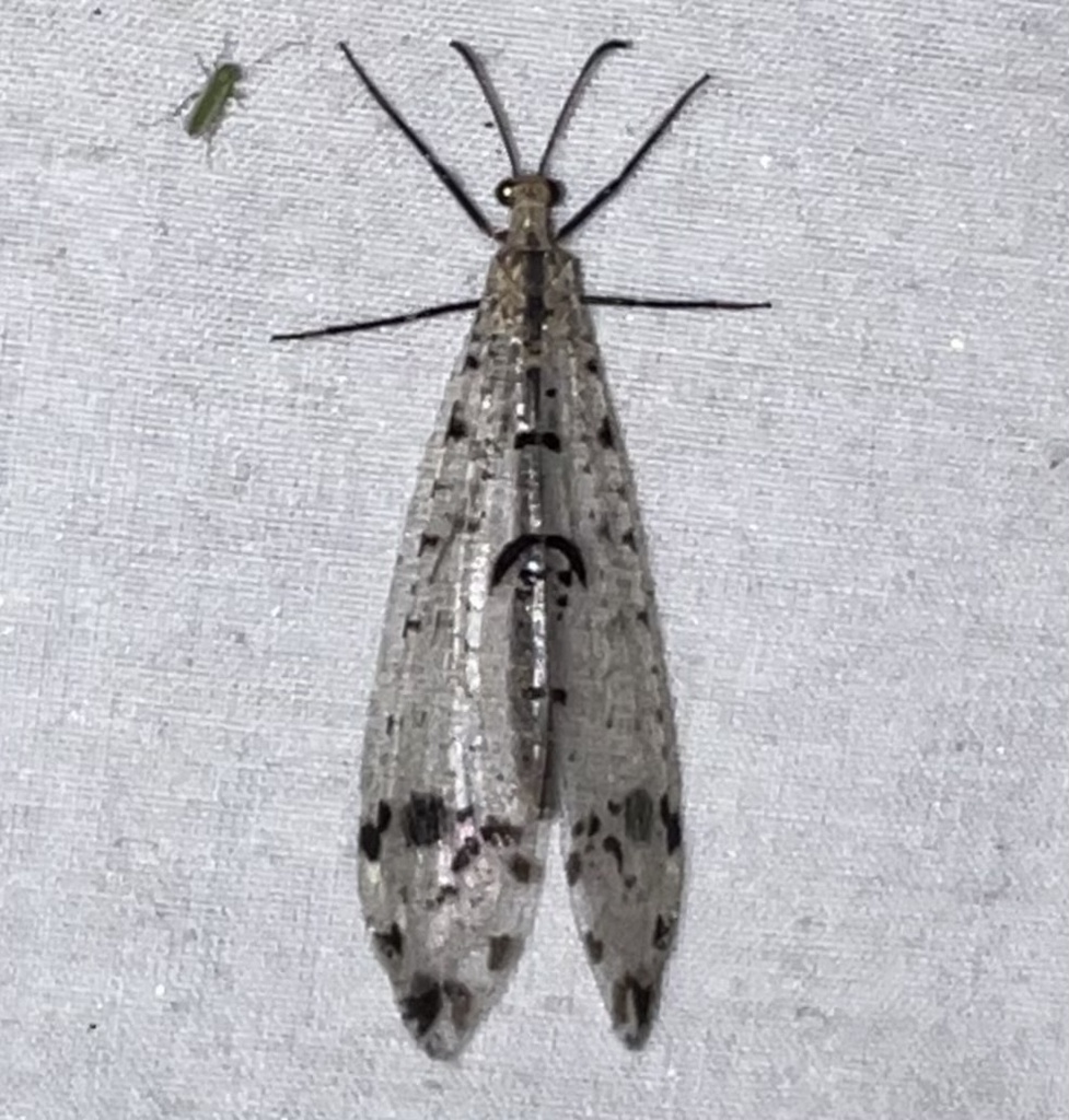 Eastern Spotted-winged Antlion from Cape Cod National Seashore ...