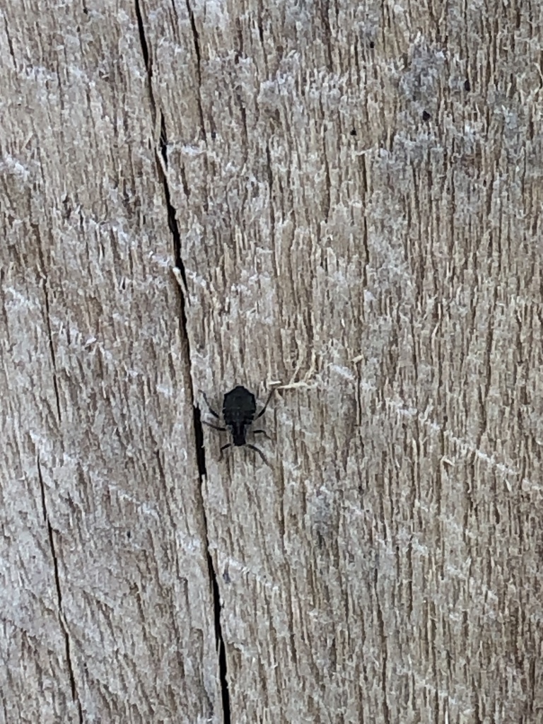 True Bugs from Culbara Dr, Vermont, VIC, AU on August 28, 2022 at 04:03 ...