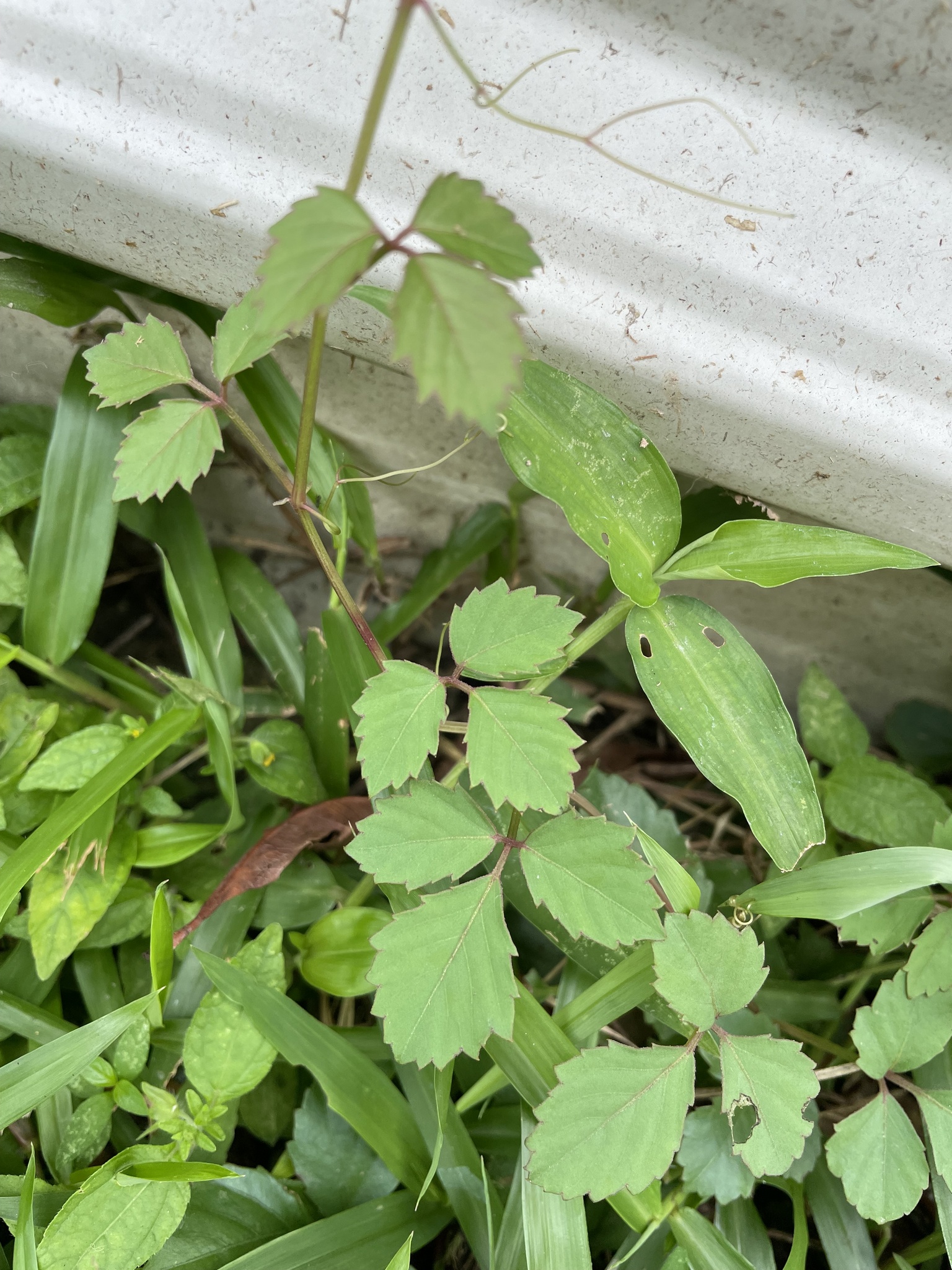 Causonis trifolia (L.) Mabb. & J.Wen