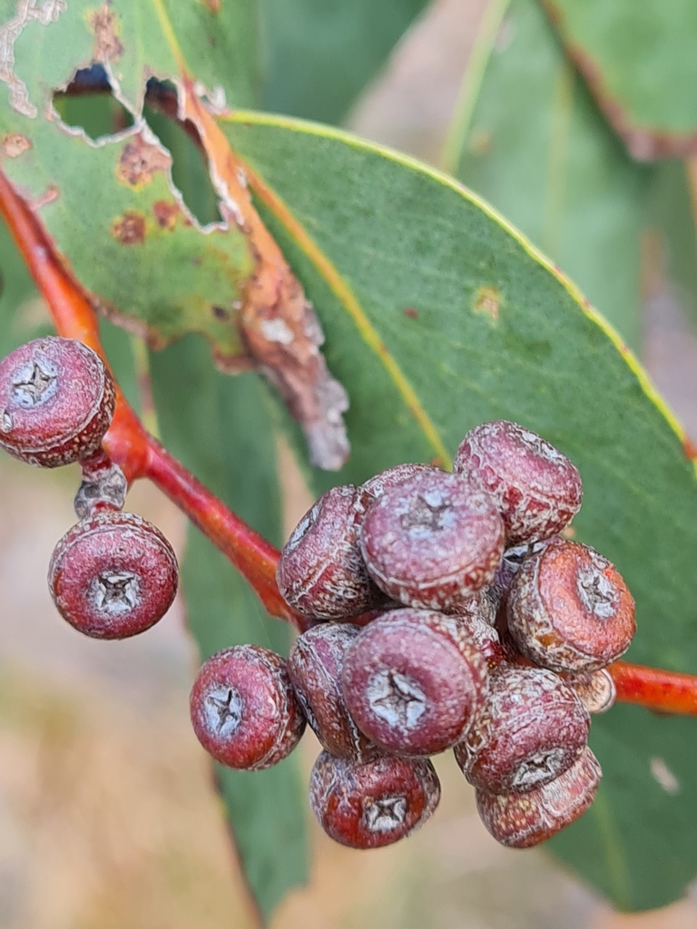 Scribbly Gum (Logan RE 12.9-10.4a Flora) · iNaturalist