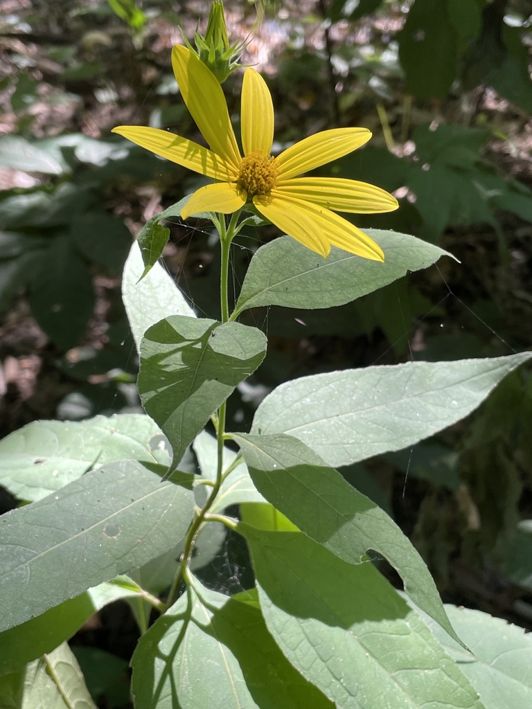 pale sunflower from Shawnee National Forest, Alto Pass, IL, US on ...