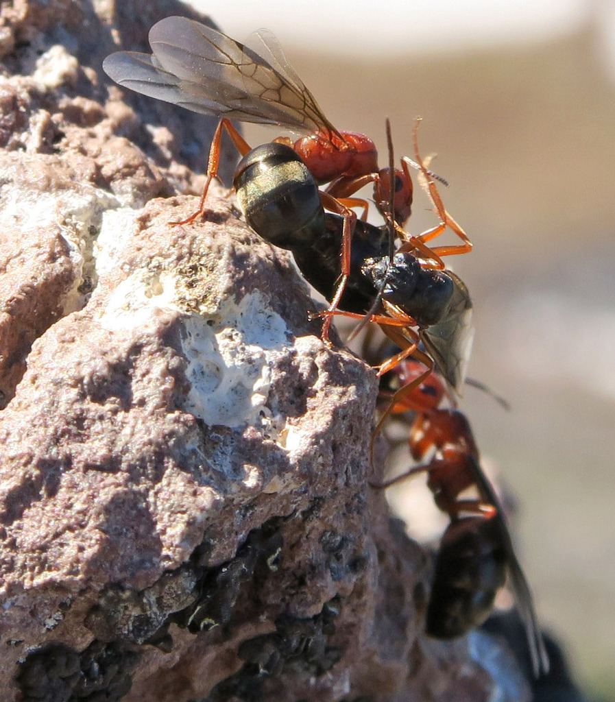 Wood, Mound, and Field Ants from Ho Rock, Clackamas/Hood River County ...