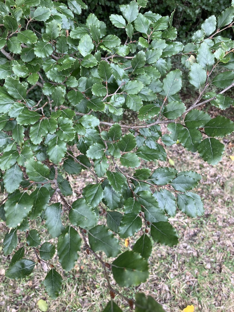 Red Beech from The Poplars Conservation Area, NZ-CA-HN, NZ-CA, NZ on ...