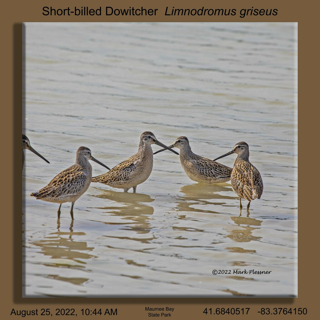 Short-billed Dowitcher from Oregon, OH, USA on August 25, 2022 at 10:44 ...