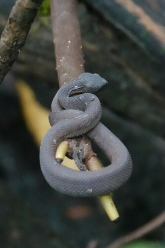 Mangrove Viper (Trimeresurus purpureomaculatus) - Snakes and Lizards