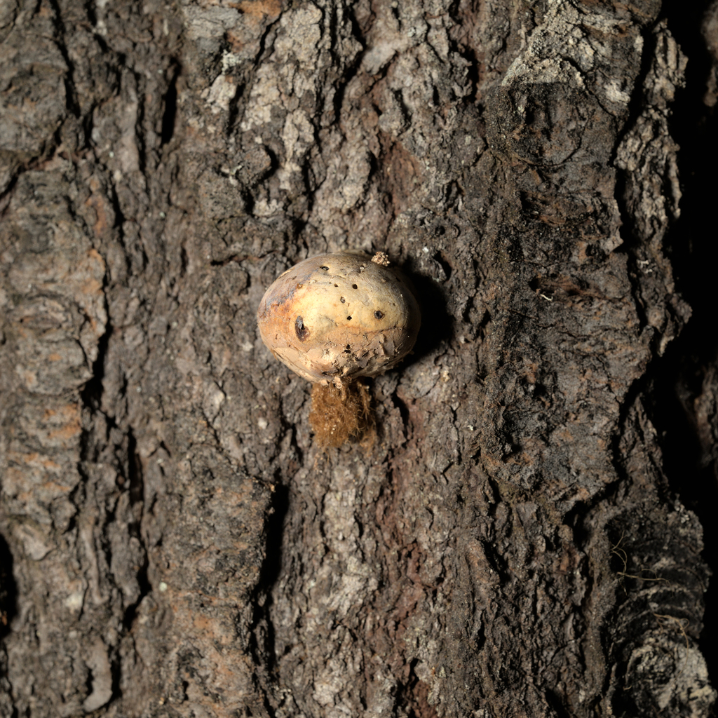 Veiled Polypore from Latah, Idaho, United States on August 26, 2022 at ...