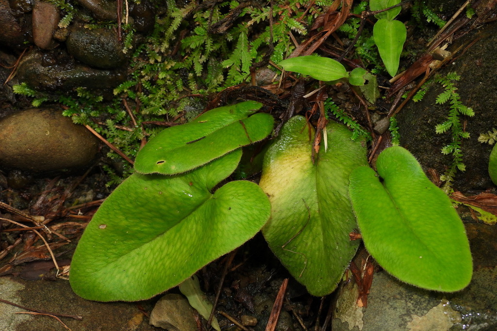 Heart Fern in August 2022 by Chen Shu · iNaturalist