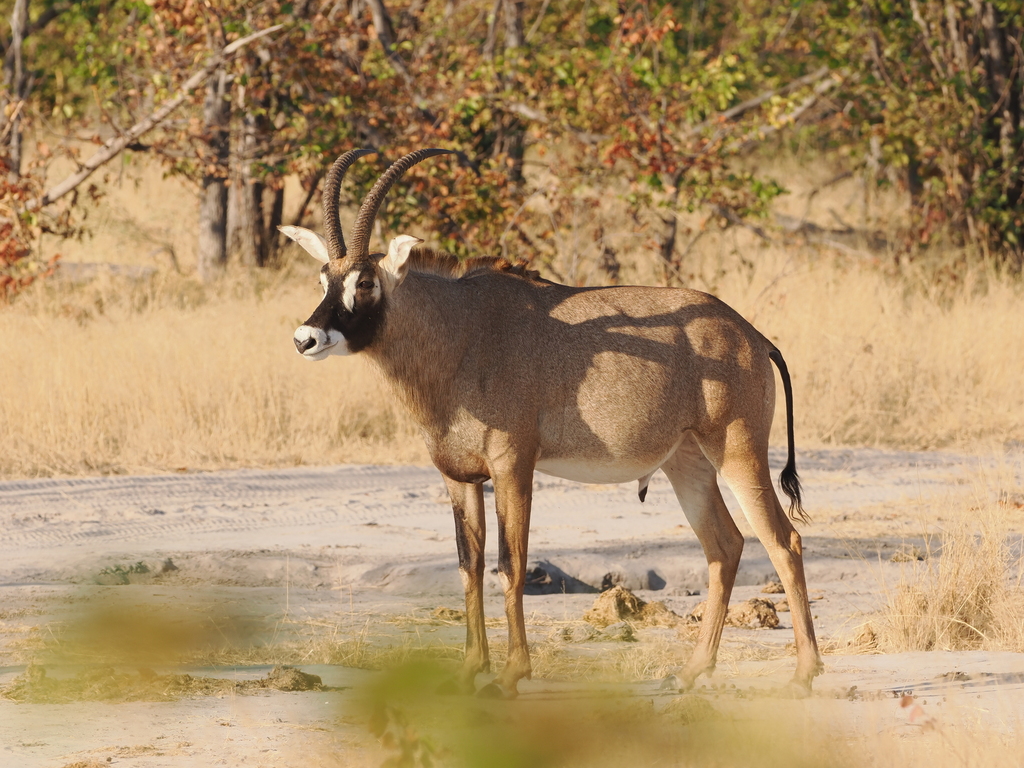 Southern Roan Antelope from Ngamiland East, North-West, Botswana on ...