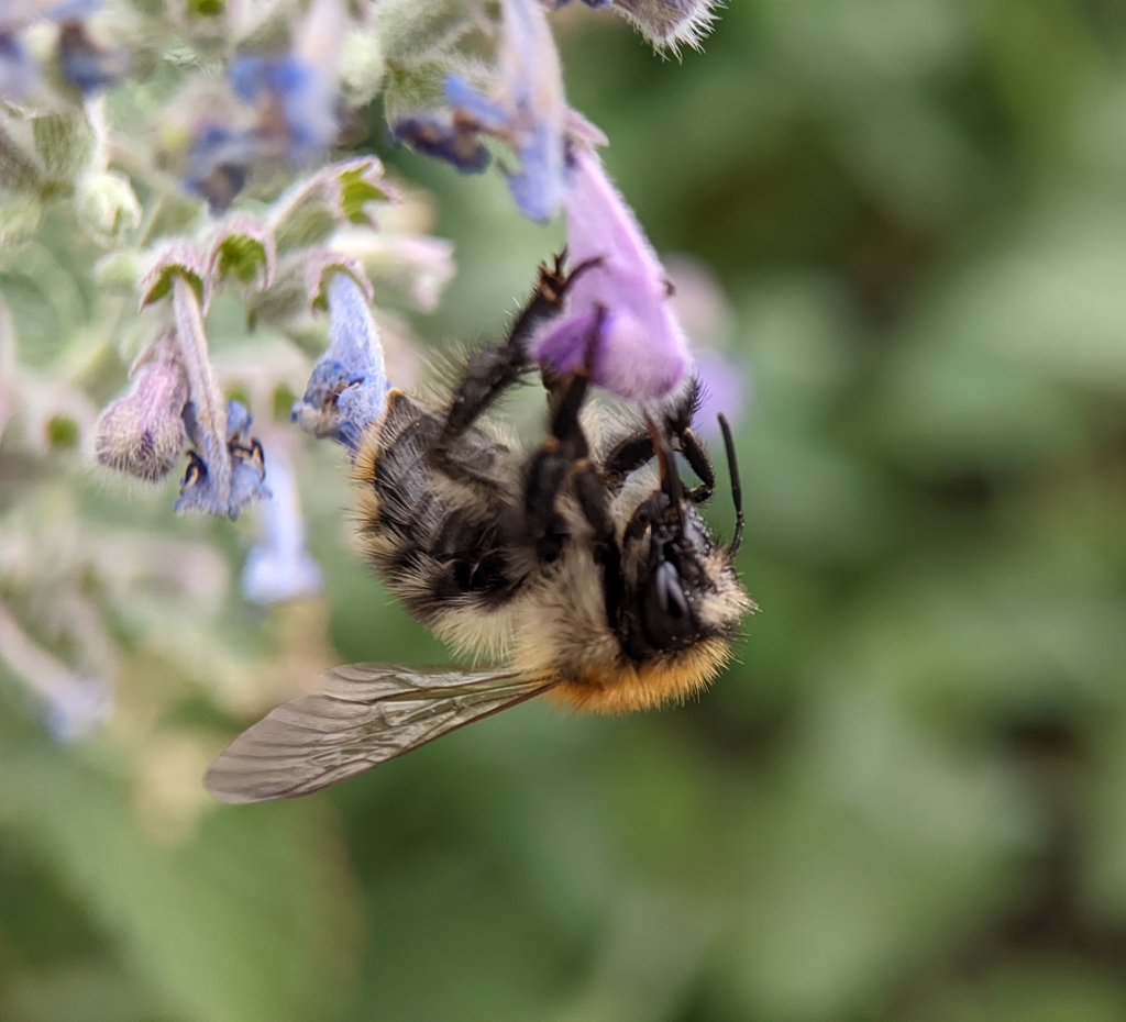 Common Carder Bumble Bee from Osnabrück, Hauptbahnhof/ZOB, 49074 ...