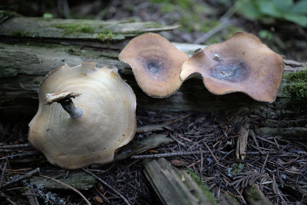Bay Polypore from Latah, Idaho, United States on August 26, 2022 at 06: ...